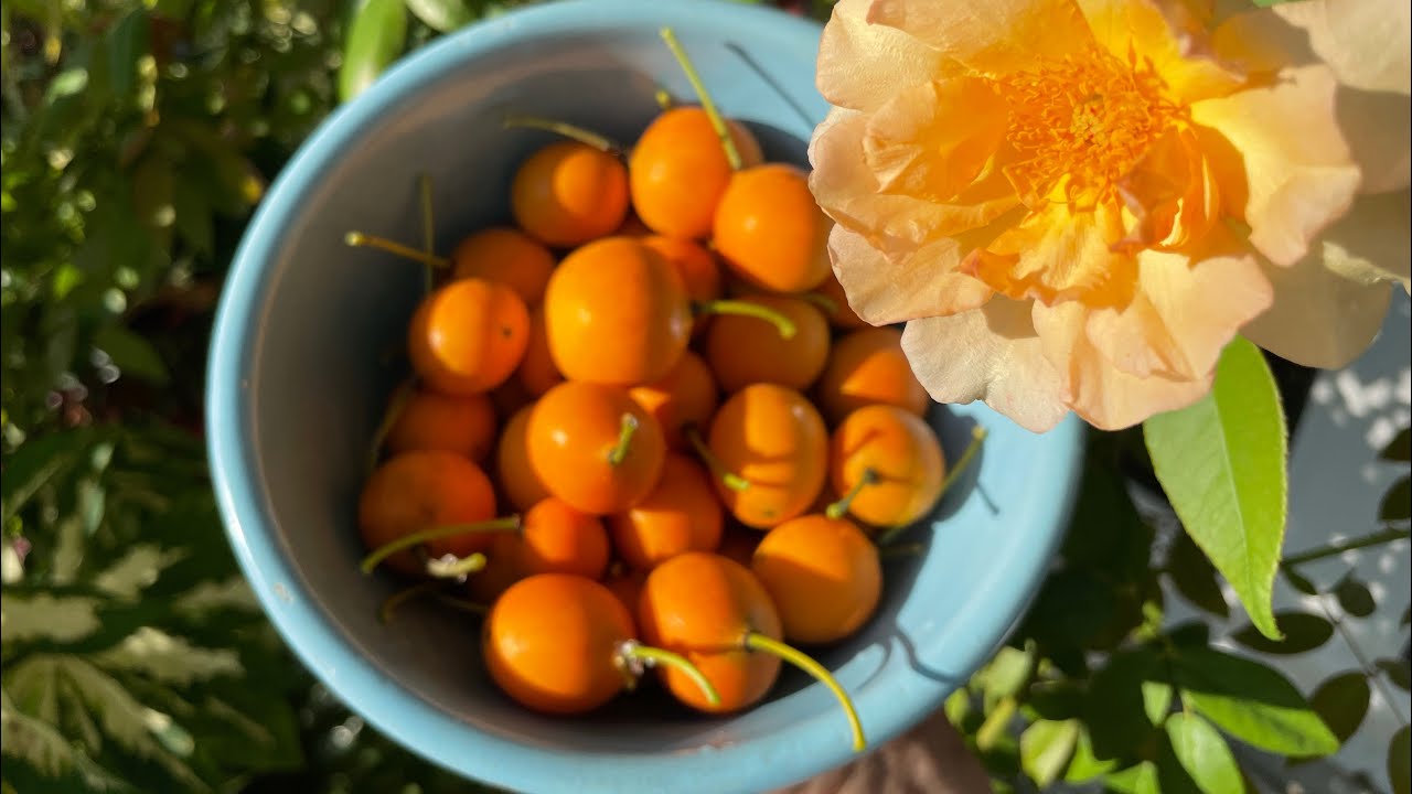 Garcinia livingstonei Harvest, aka Imbe Fruit aka African Mangosteen ...