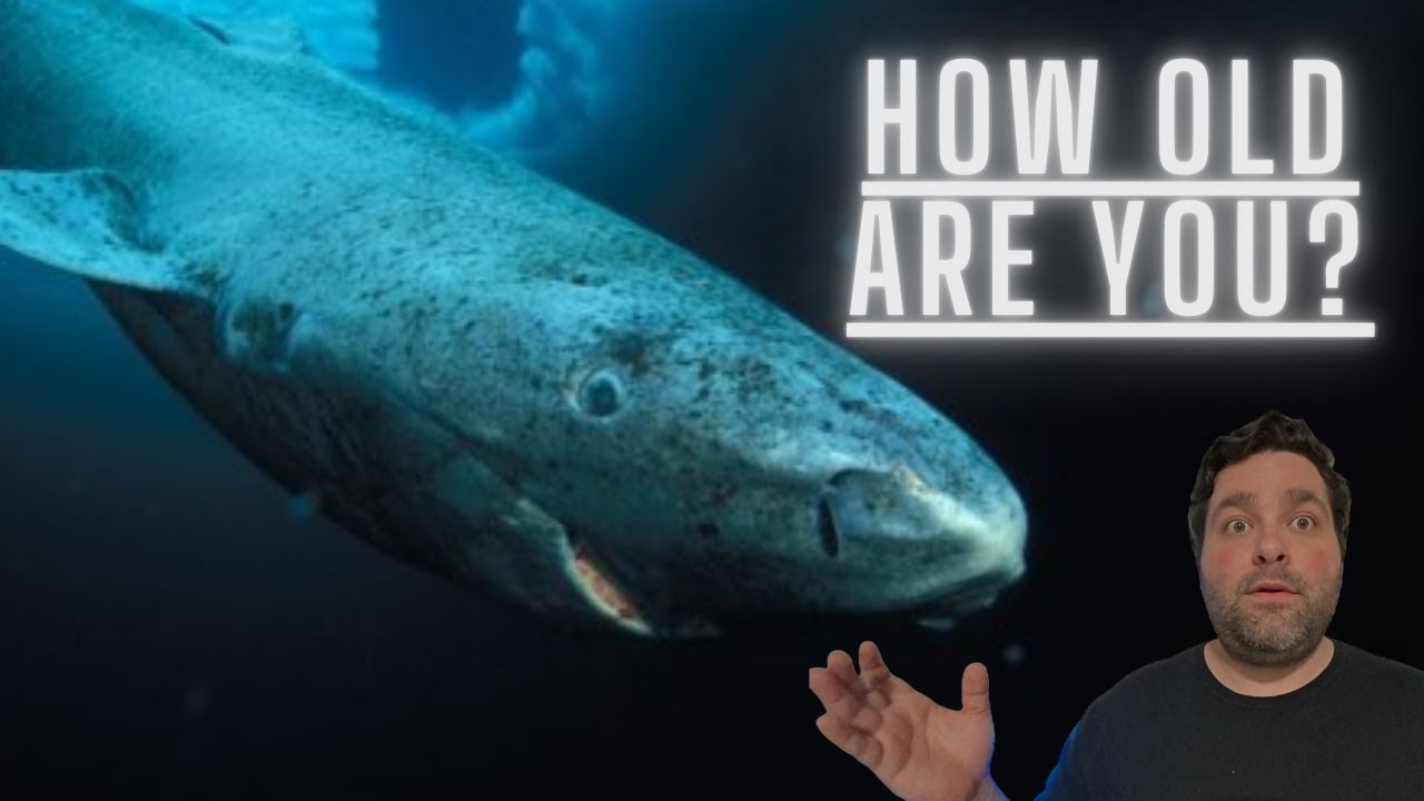 Meet the Oldest Animals Living in the Ocean - YouTube