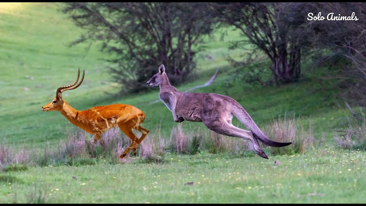 Cute Little Animals: Kangaroos Jumping On The Grass Field | Kangaroo ...