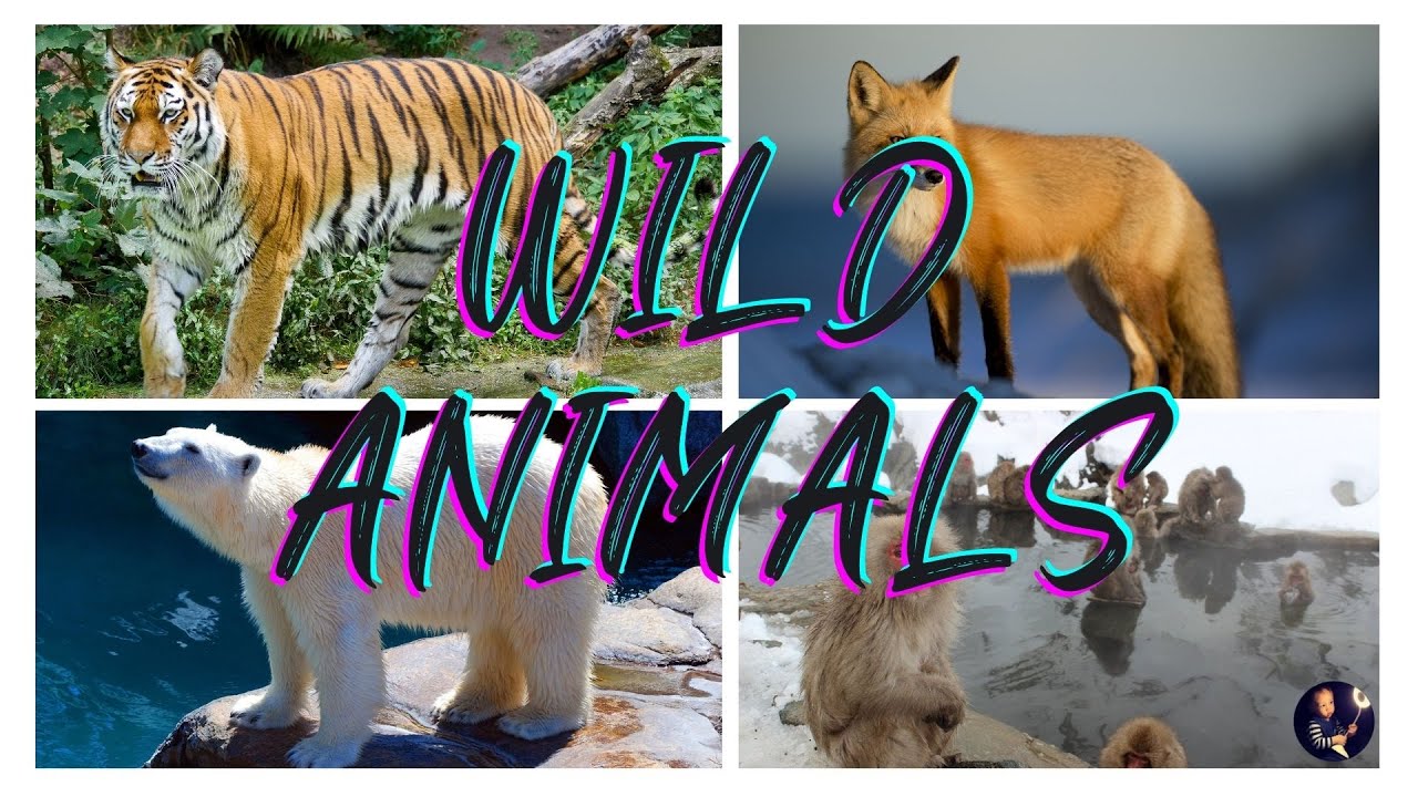 learning wild animals for toddlers | wild animals for kids in national ...