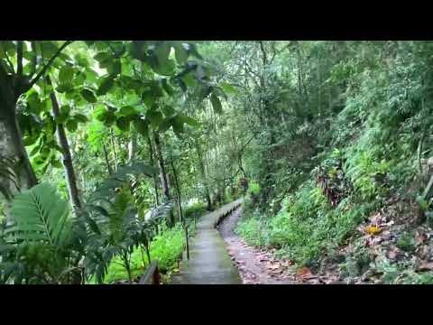 Virgin forest - YouTube