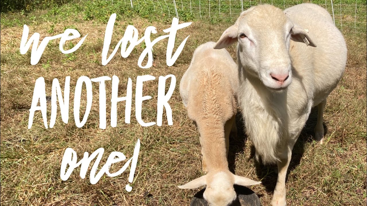 Another Lamb Died! (Parasites in Katahdin Sheep) - YouTube