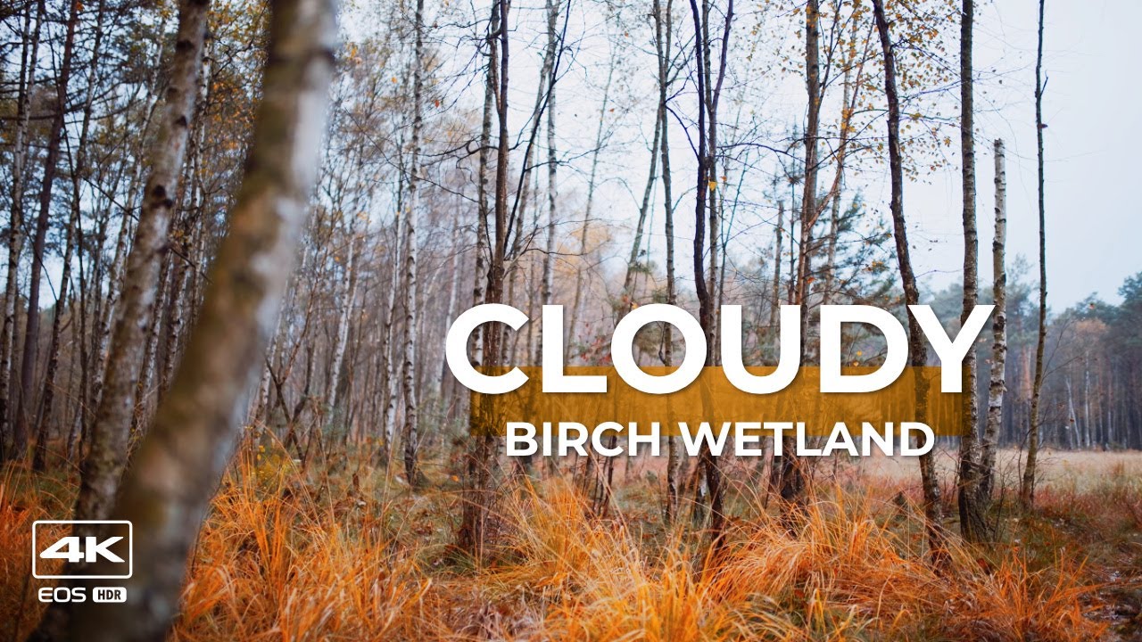 4K video and natural ambient sounds - Cloudy birch wetland - YouTube