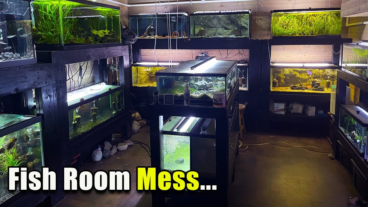 The Fish Room is at Peak Mess?? Conversion Progress... - YouTube