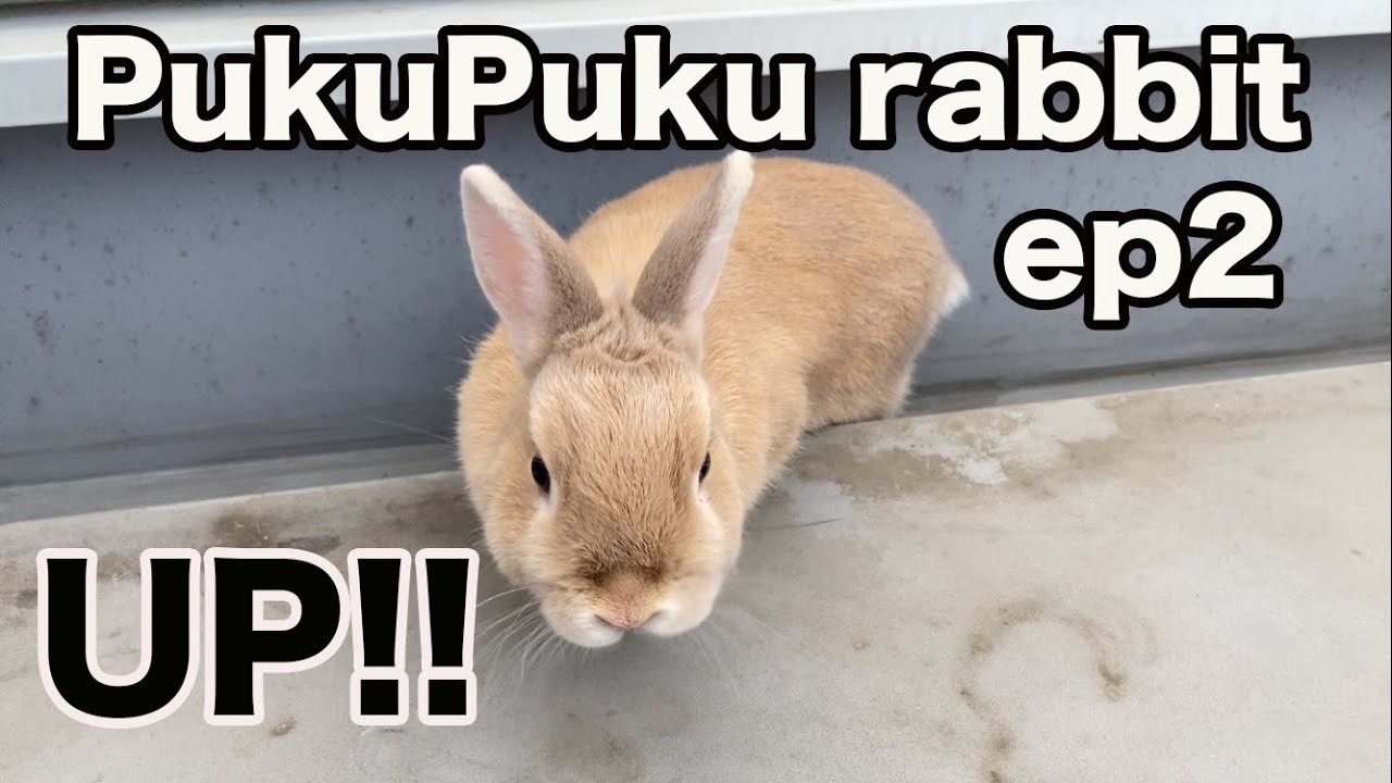 close-up (e.g. photo) !! 4k tracking video PukuPuKu rabbit episode 2 ...