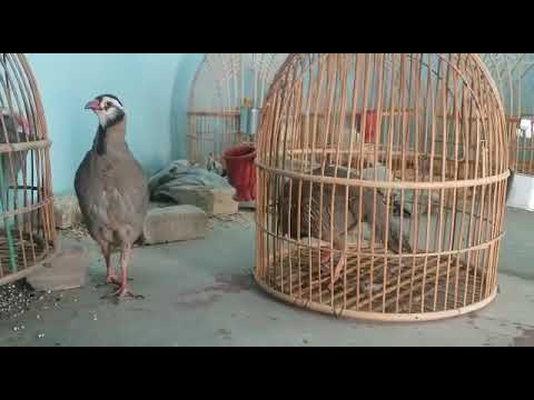 Arabian Chukar