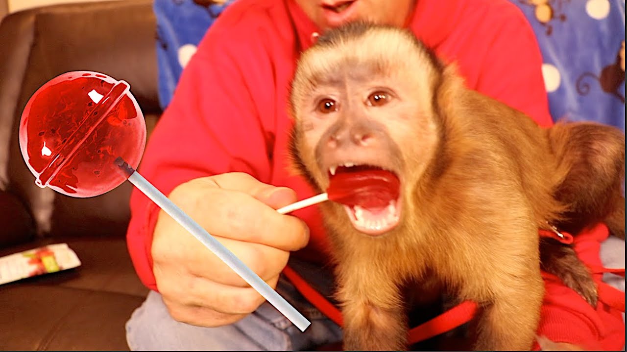 Baby Monkey Shares First LolliPop With Pet Human! - YouTube