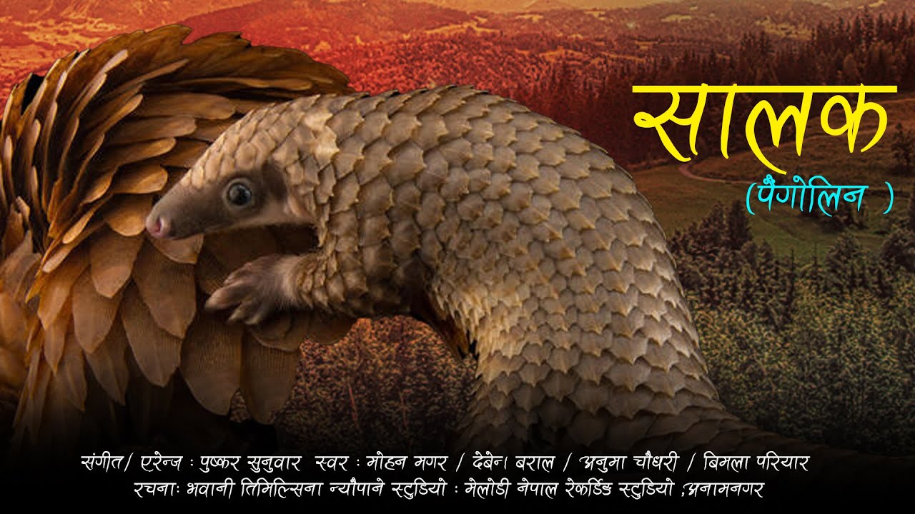 Salak (Pangolin ) Mohan Magar | Debendra Baral | Bimala Pariyar |Anuma ...