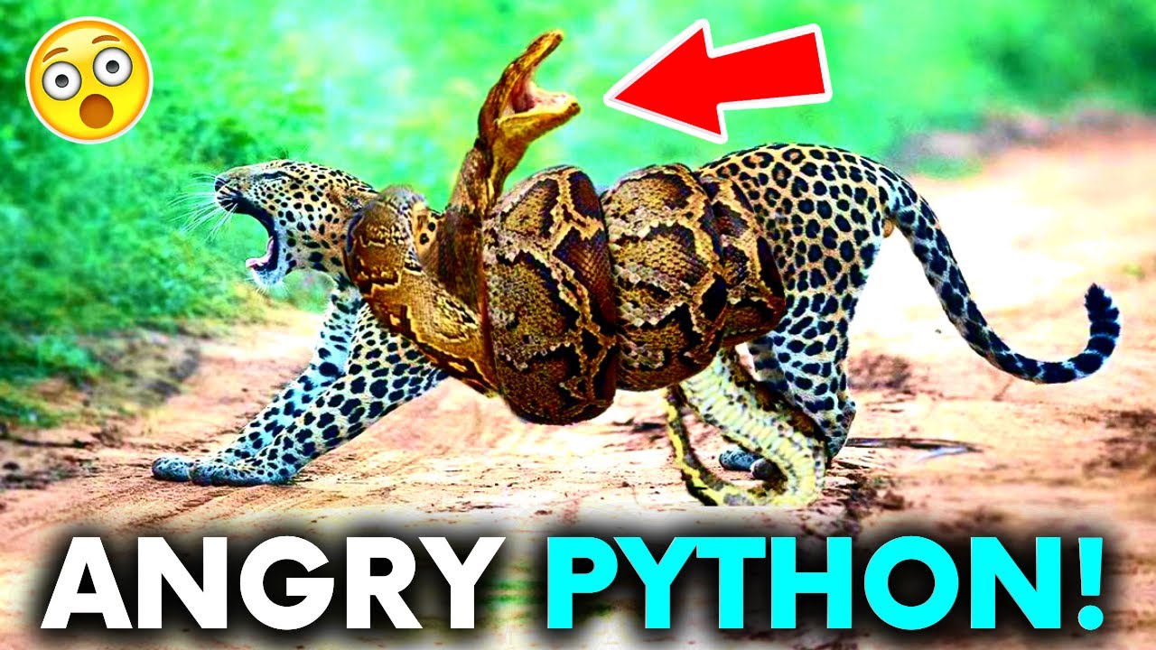 YOU WON'T BELIEVE THIS Giant Python Hunt Leopard Cubs When Mother ...