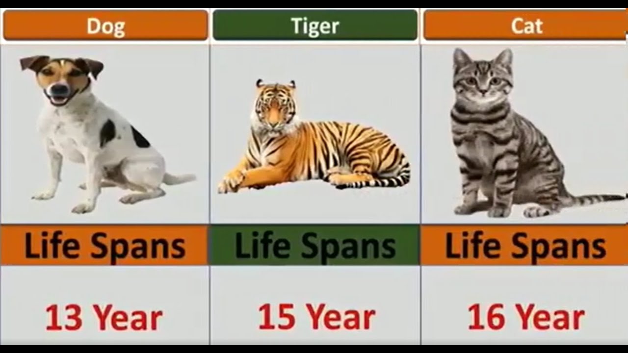Comparison : The Shortest and Longest Lifespans of Animals - YouTube