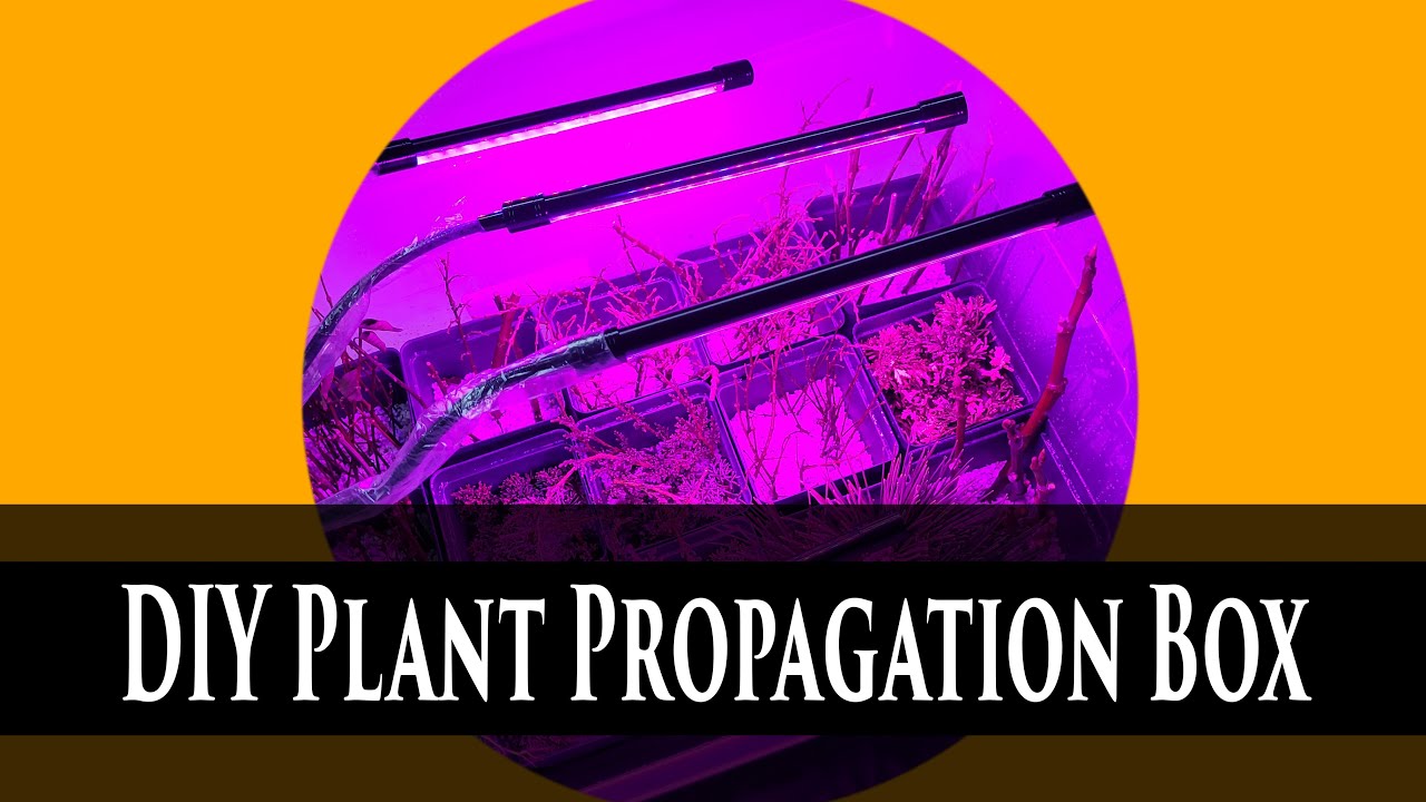 DIY Propogation Box for Plants - Winter Dormant Rooting Project - YouTube