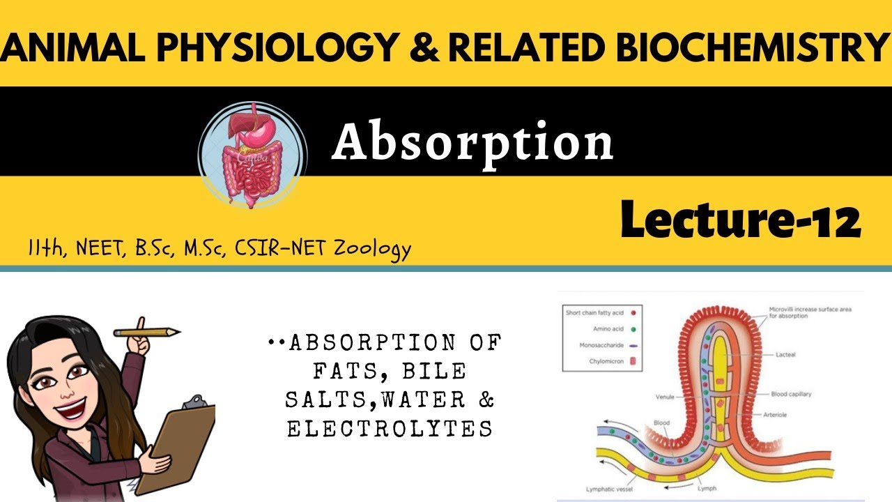 L-12 Absorption of Fats, Bile salts, Water and electrolytes|Formation ...