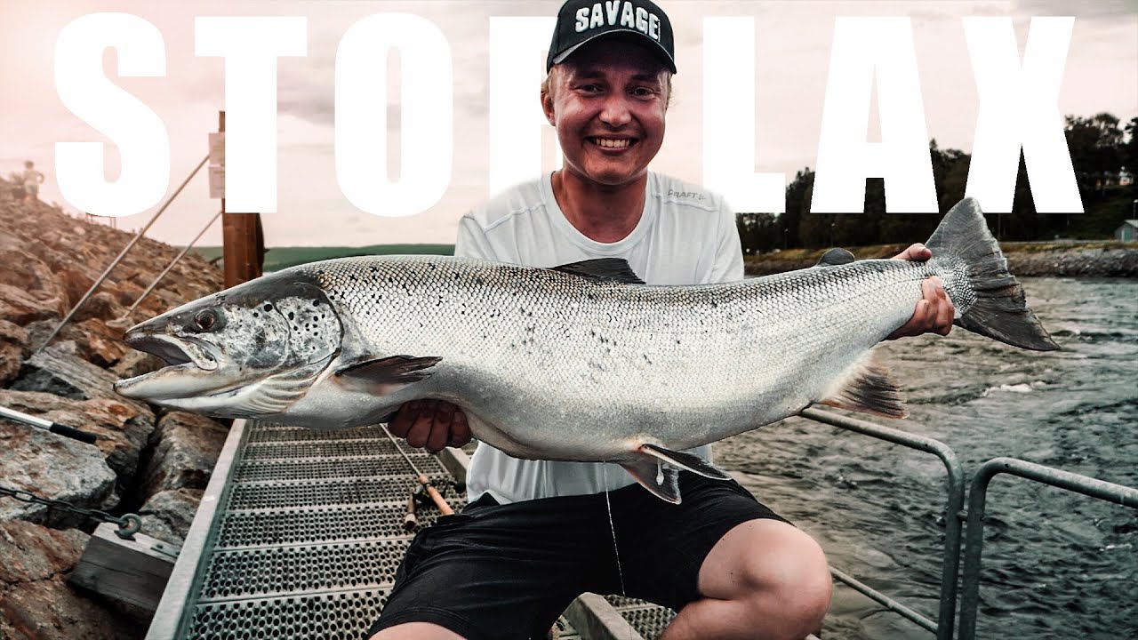 FISKAR STOR LAX I BERGEFORSEN - Sveriges bästa laxfiske?! - YouTube