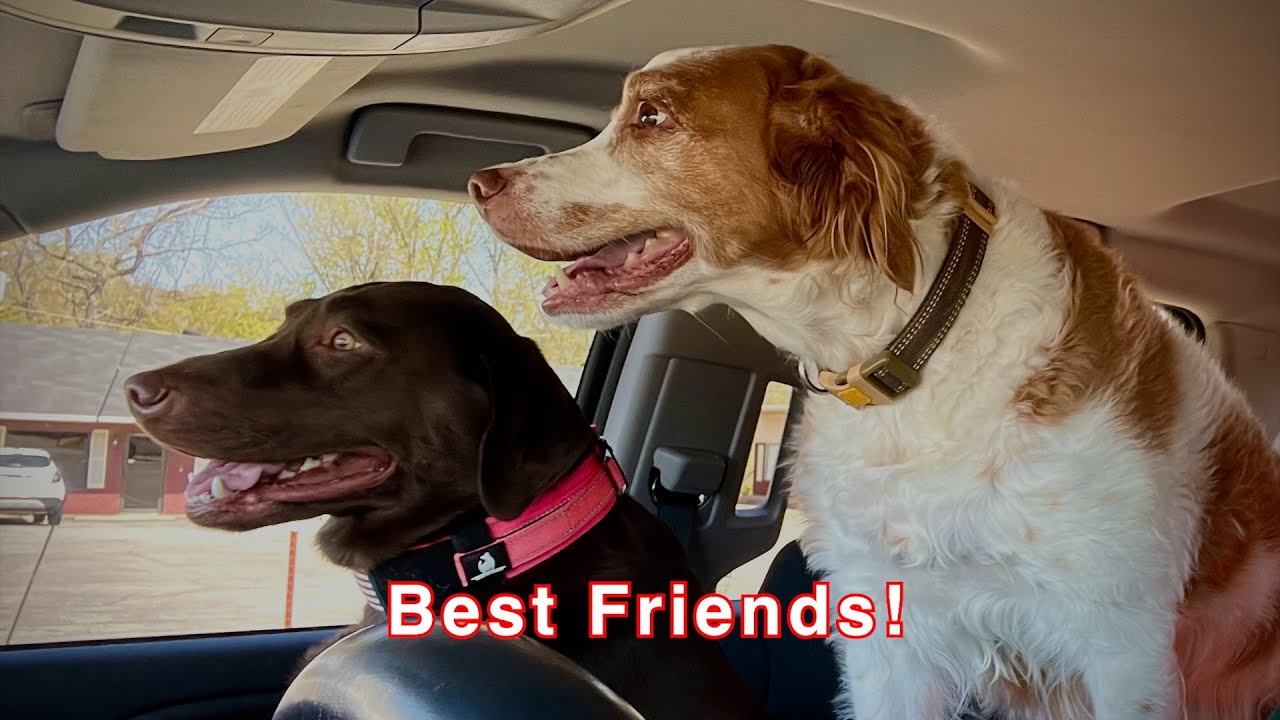 Gus & Bailey #chocolatelab #brittanyspaniel - YouTube
