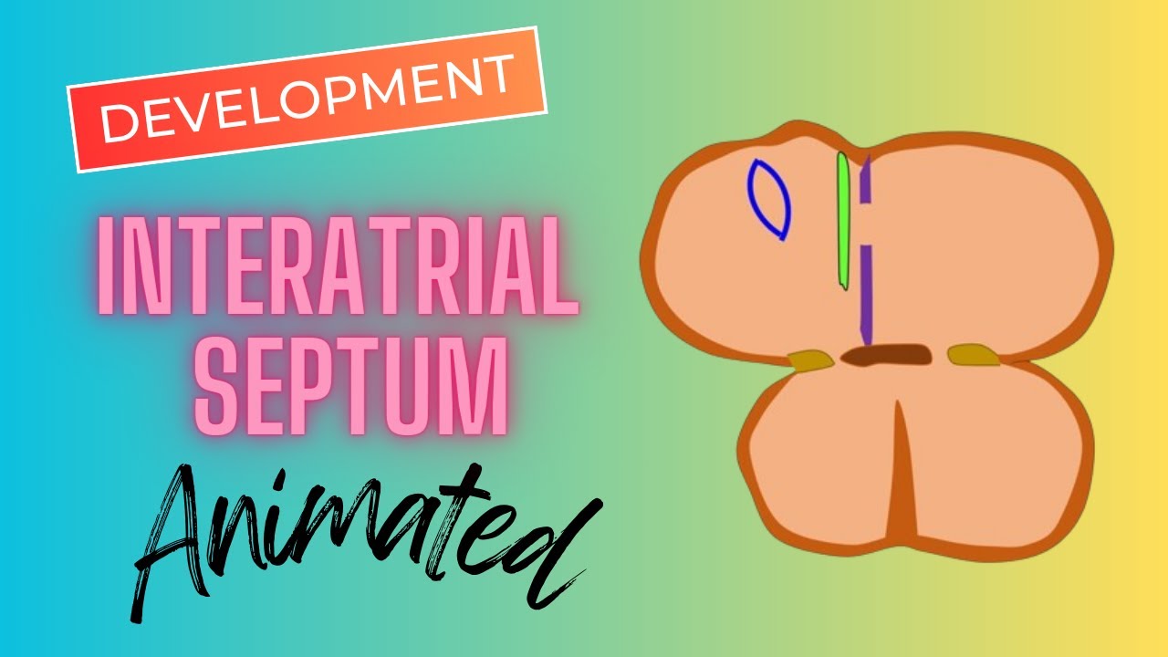 Development of Interatrial septum | Embryology | Animated video - YouTube