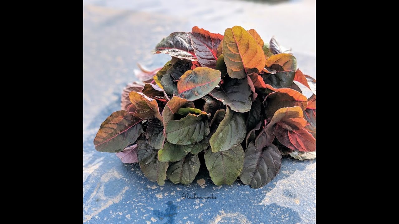 How to Grow Amaranth in Pots at Home - YouTube