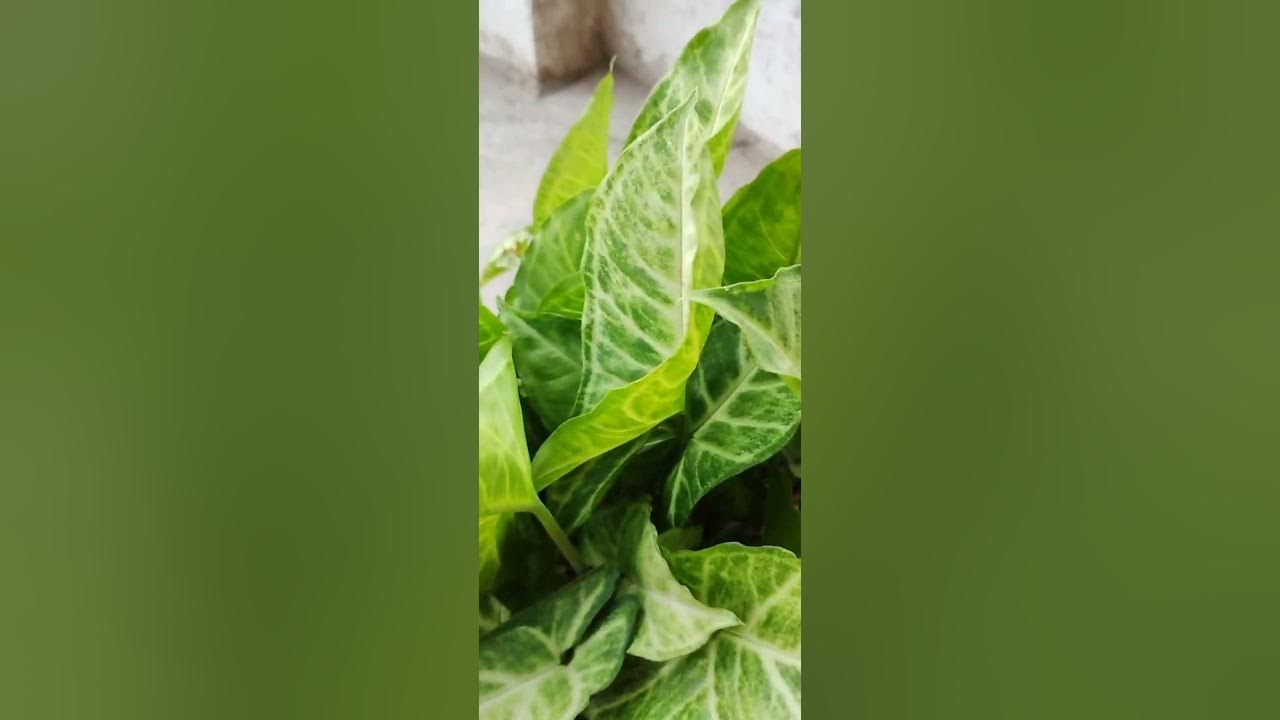 How To Grow And Care Syngonium Arrowhead Plant Youtube