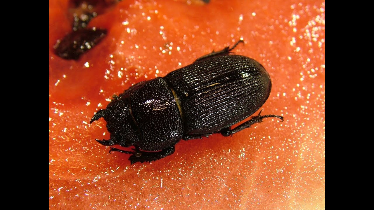 Dorcus brevis - larvae and pupa - YouTube