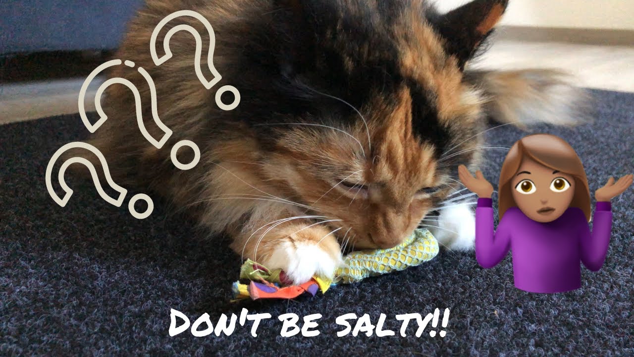 Is salty food bad for cats? | cat science - YouTube