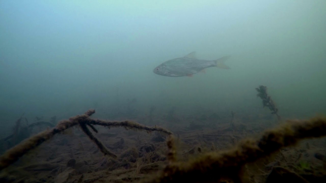 River Thames Underwater Roach & Perch - YouTube
