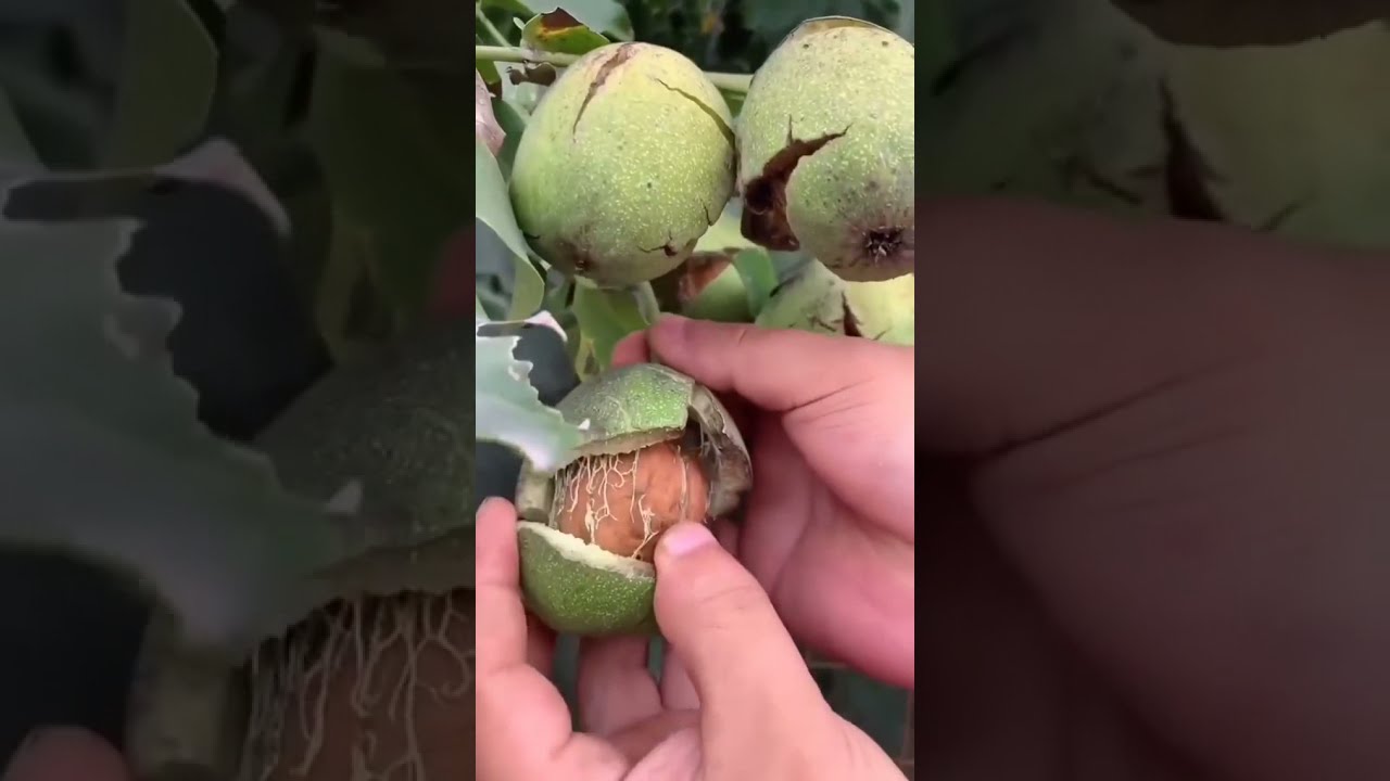 collecting and eating walnuts from the walnut tree - YouTube
