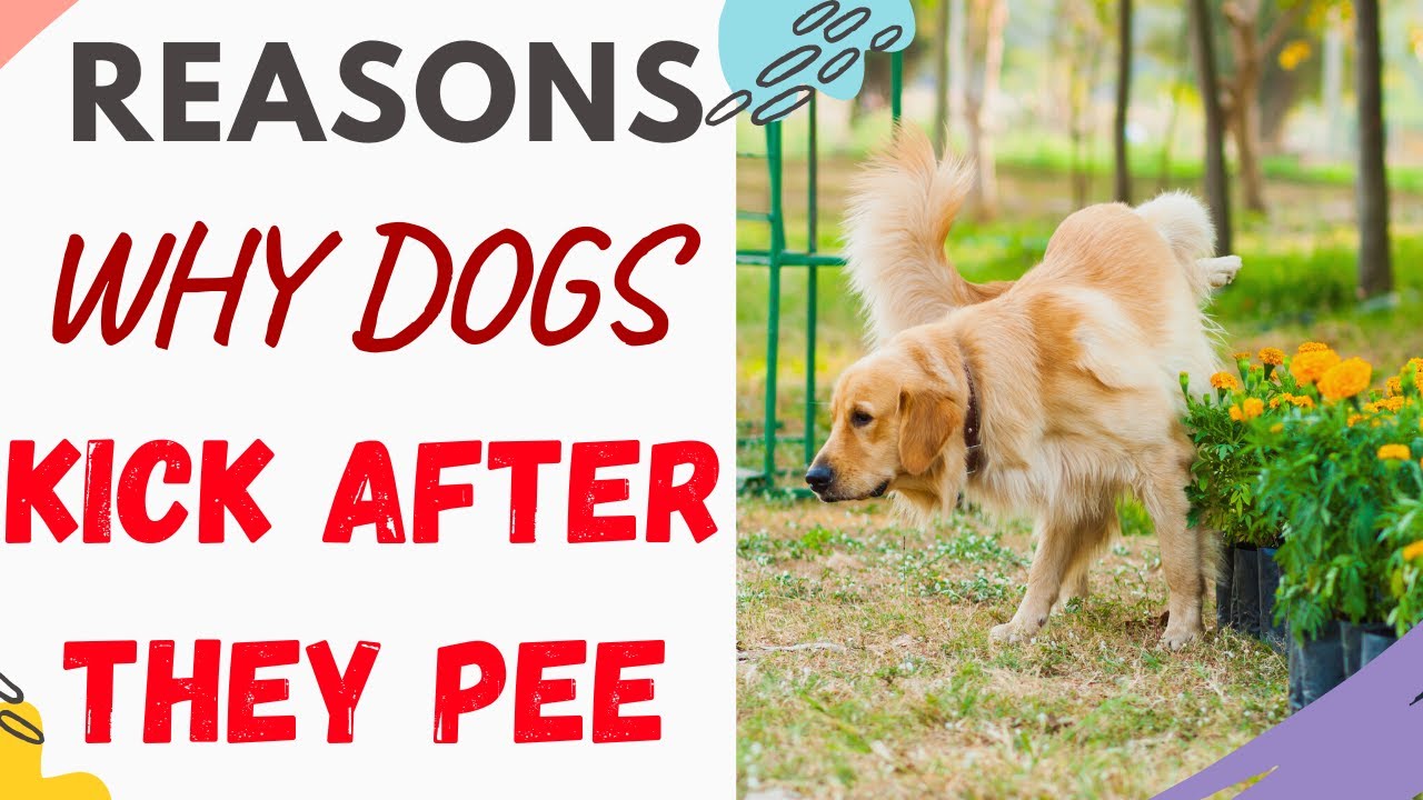 Why Do Dogs Kick After They Pee Explained YouTube why-do-dogs-kick-after-they-pee-explained-youtube