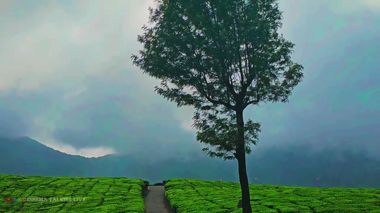 ഇതാണ് നിങ്ങൾ അന്വേഷിച്ചു കൊണ്ടിരുന്ന സ്വർഗ്ഗത്തിന്റെ കവാടം | manale | door of heaven | devikulam ...