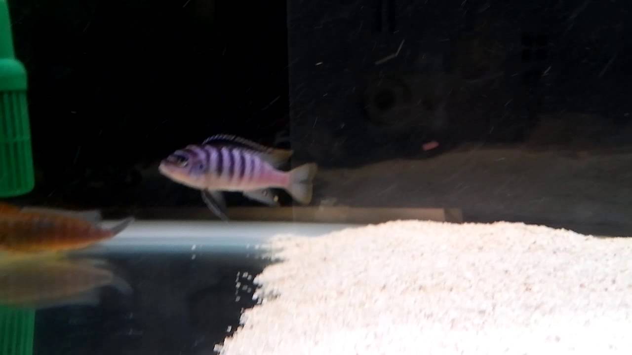 Metriaclima Zebra Chilumba luwino reef - YouTube