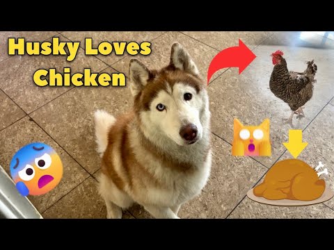 Volf Ne Chicken Ka Kya Kar Diya? 😱😭