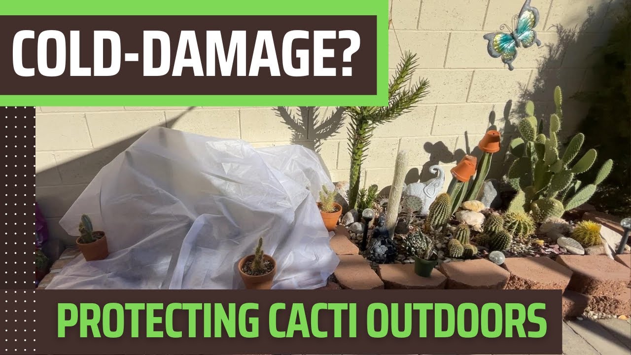 Protecting my #Cactus Outdoors during Winter | #cactuscare - YouTube