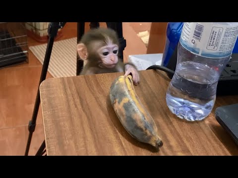 Monkey | baby monkey steals banana - YouTube