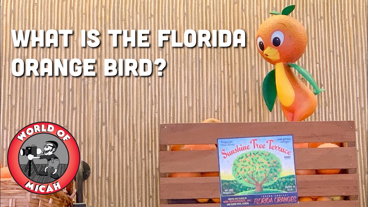 What is The Florida Orange Bird? Disney History and Legacy! WOM 351 ...