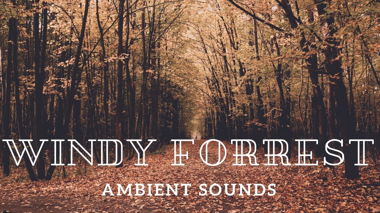Windy Forrest, Ambient Sounds - YouTube