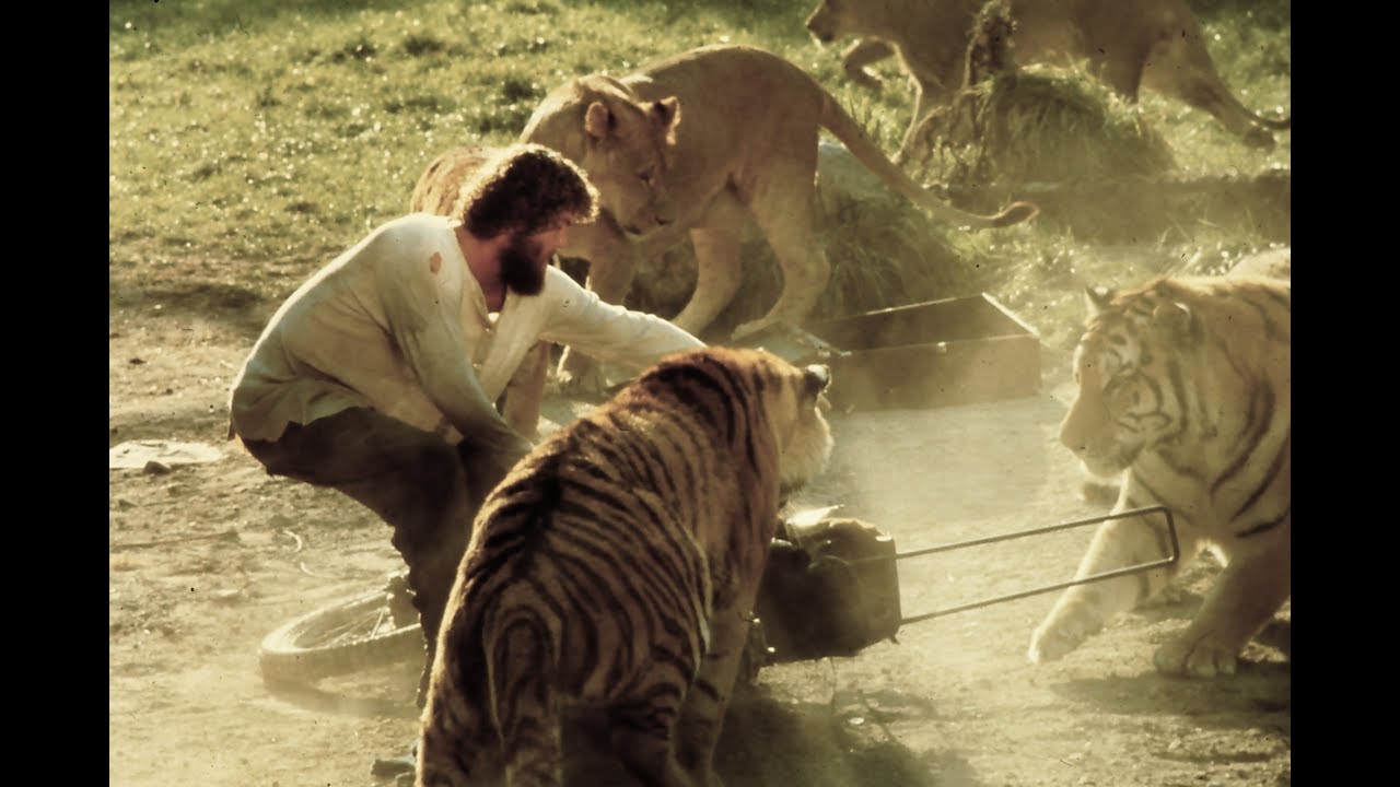 Roar: A Movie Made with 150 Untrained Lions and Tigers - YouTube