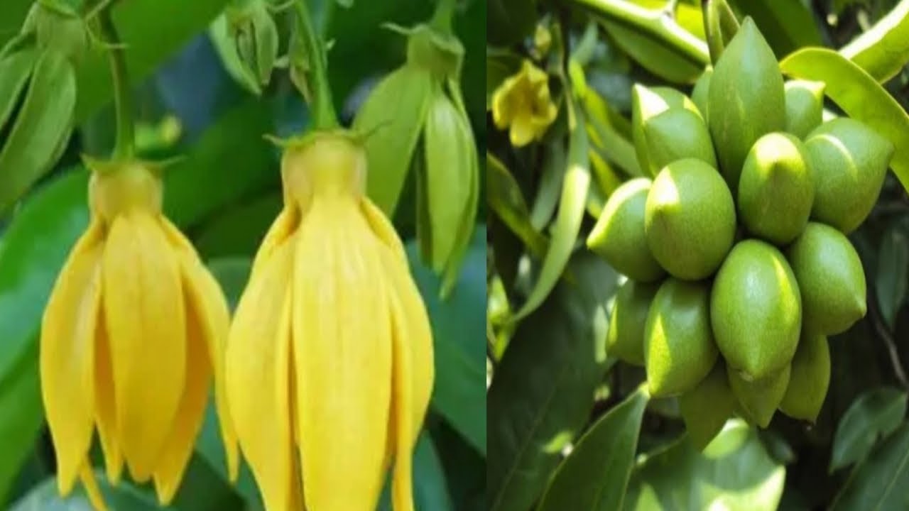 மனதை மயக்கும் மனோரஞ்சிதம் வாஸ்து செடி // Manoranjitham plant - YouTube