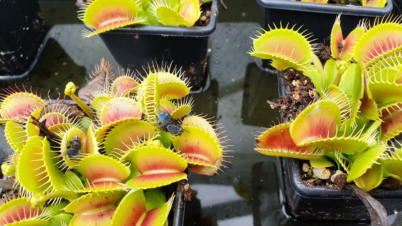Venus Flytrap Eats it's first meal of the year - YouTube