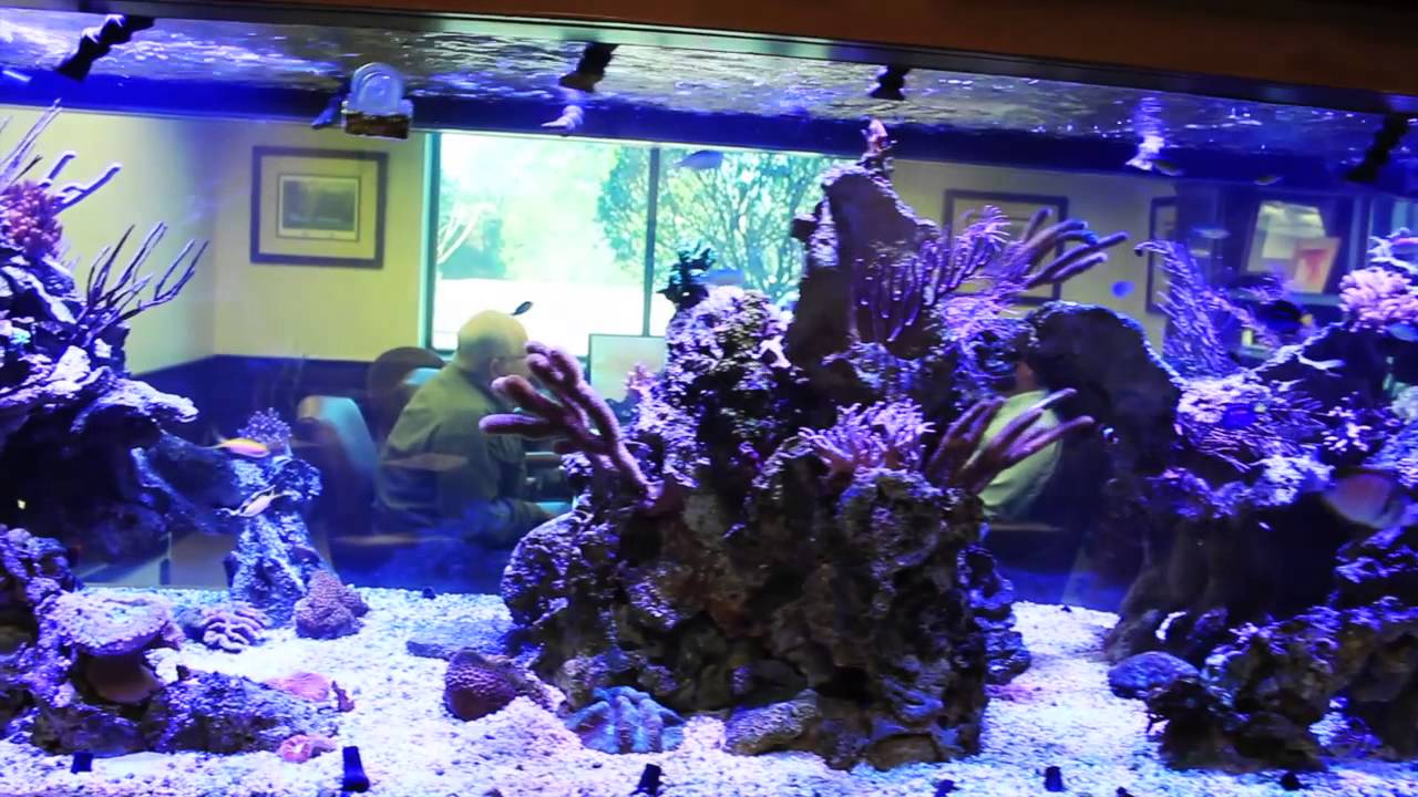 MONSTER Mantis Shrimp Tank Update! - YouTube