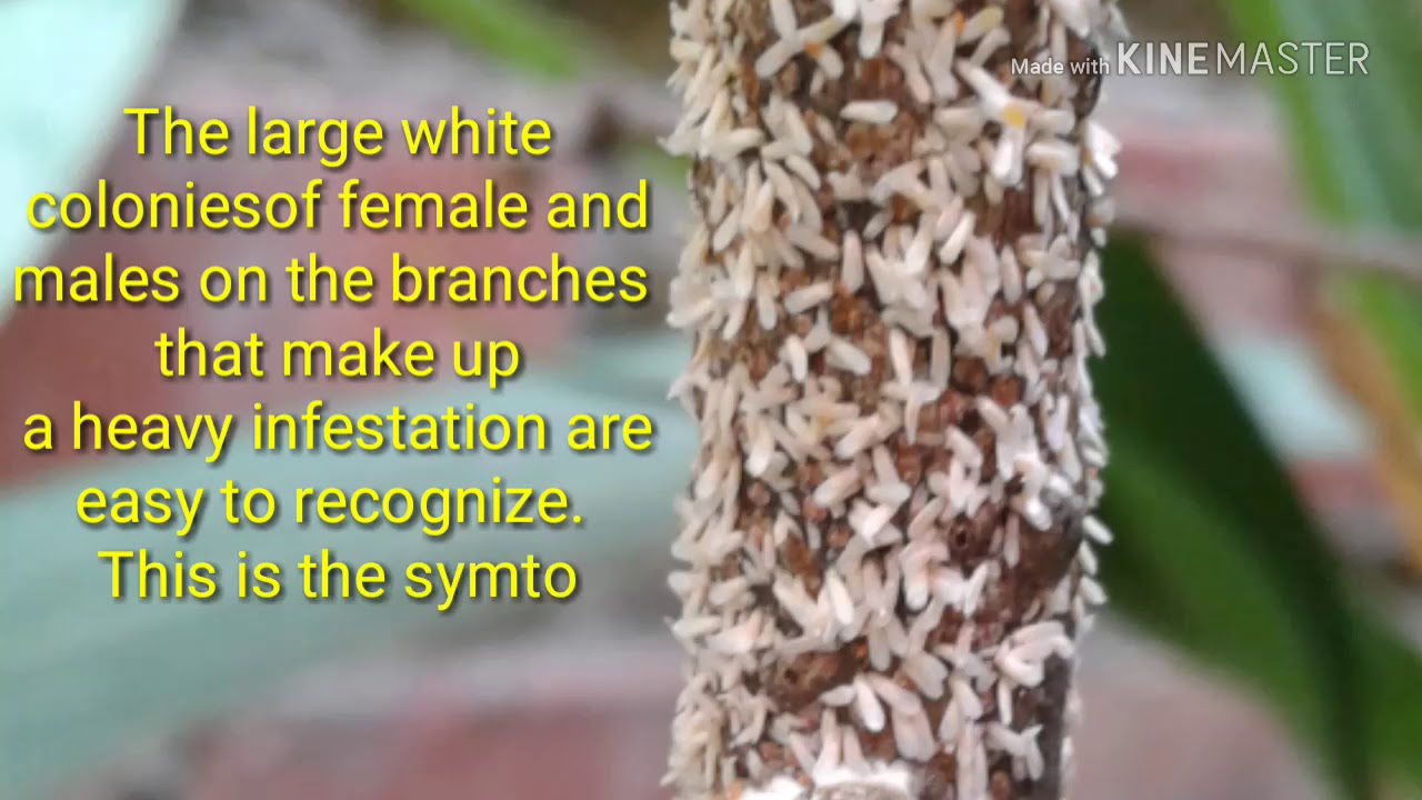 Dence colonies of Pseudaulacaspis pentagona (white peach scale insect ...