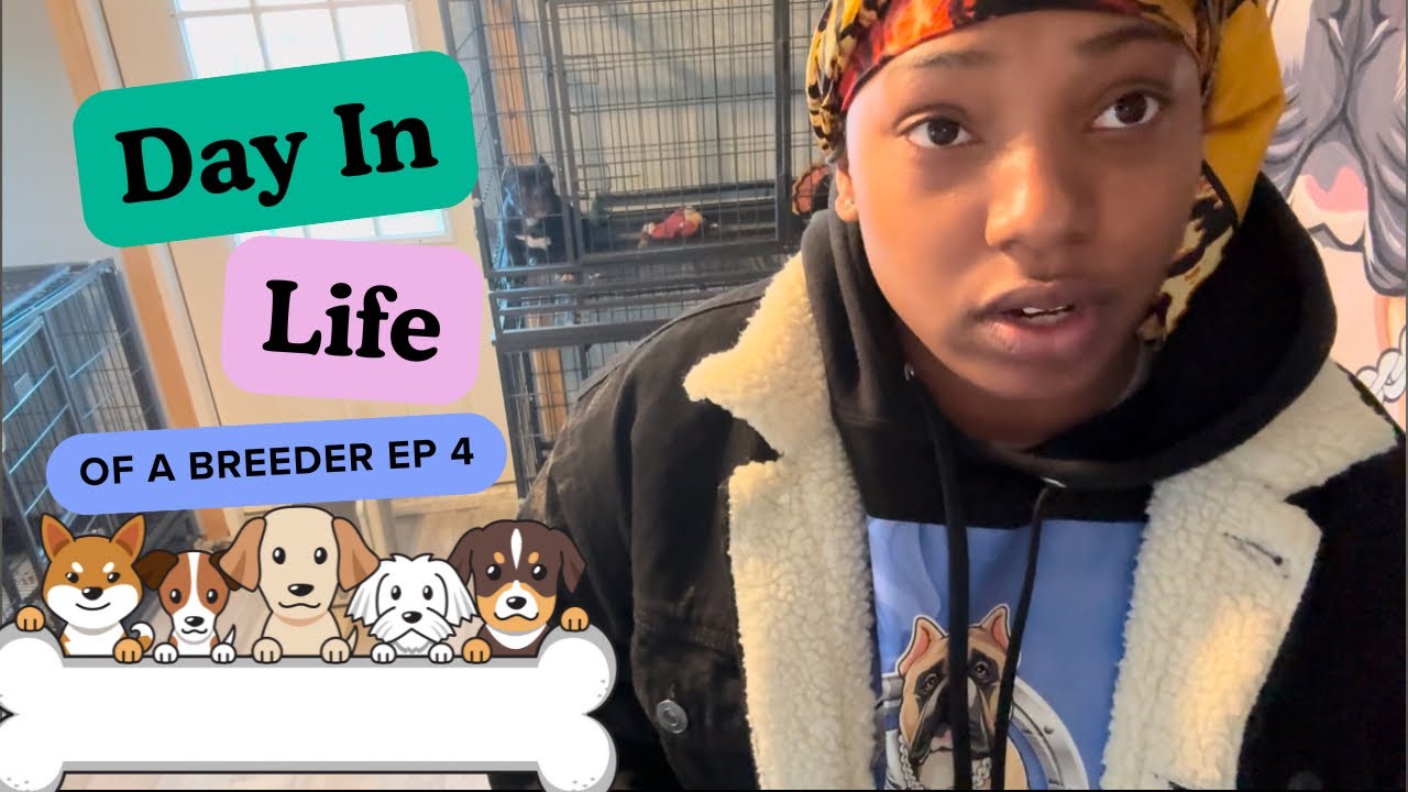 Day In Life Of A Breeder Ep 4 Keeping The Dog House Clean 🐶‼️ - YouTube