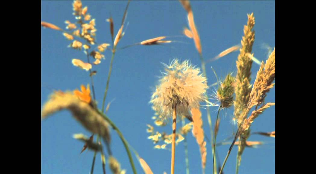 wonderful nature-high speed - YouTube
