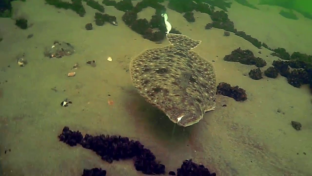 manasquan river - YouTube