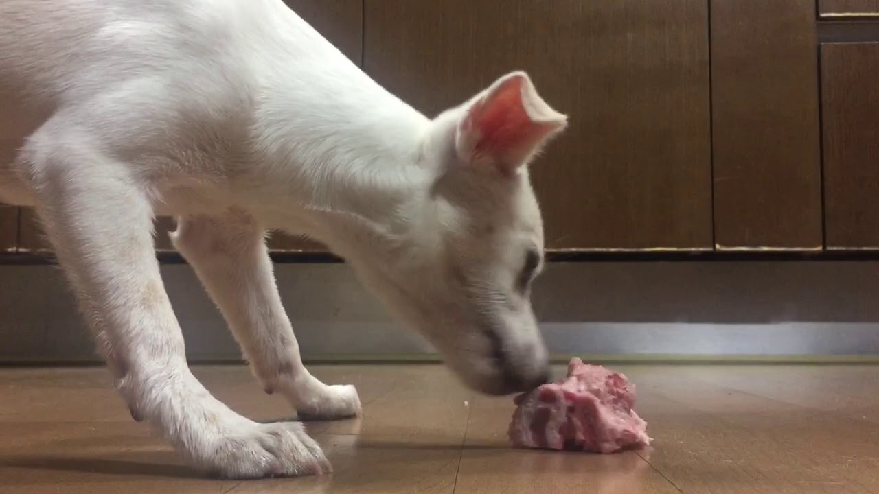 3개월 강아지 돼지 등뼈 먹방 | OWALL eats something suspicious meat [MUKBANG] - YouTube