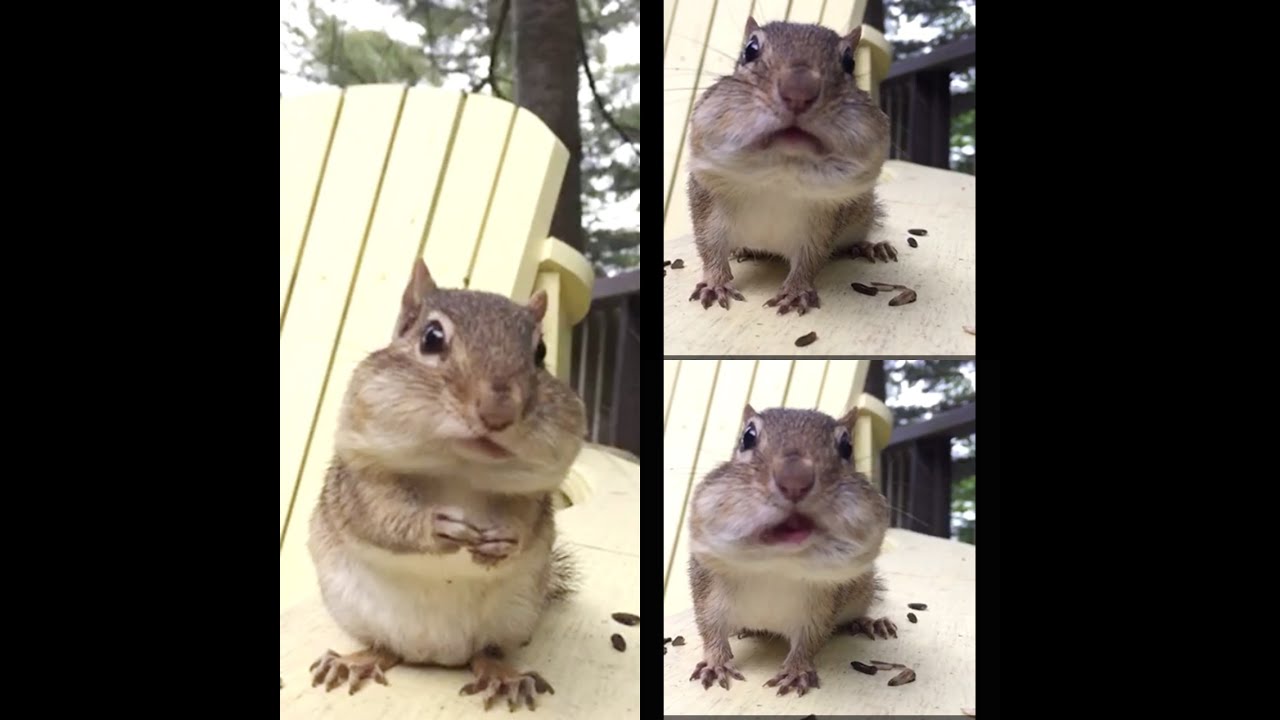 CHIPMUNK EATING IN SLOW MOTION - YouTube