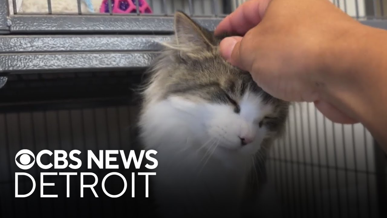 Metro Detroit animal rescue overwhelmed with pets, seeking homes - YouTube