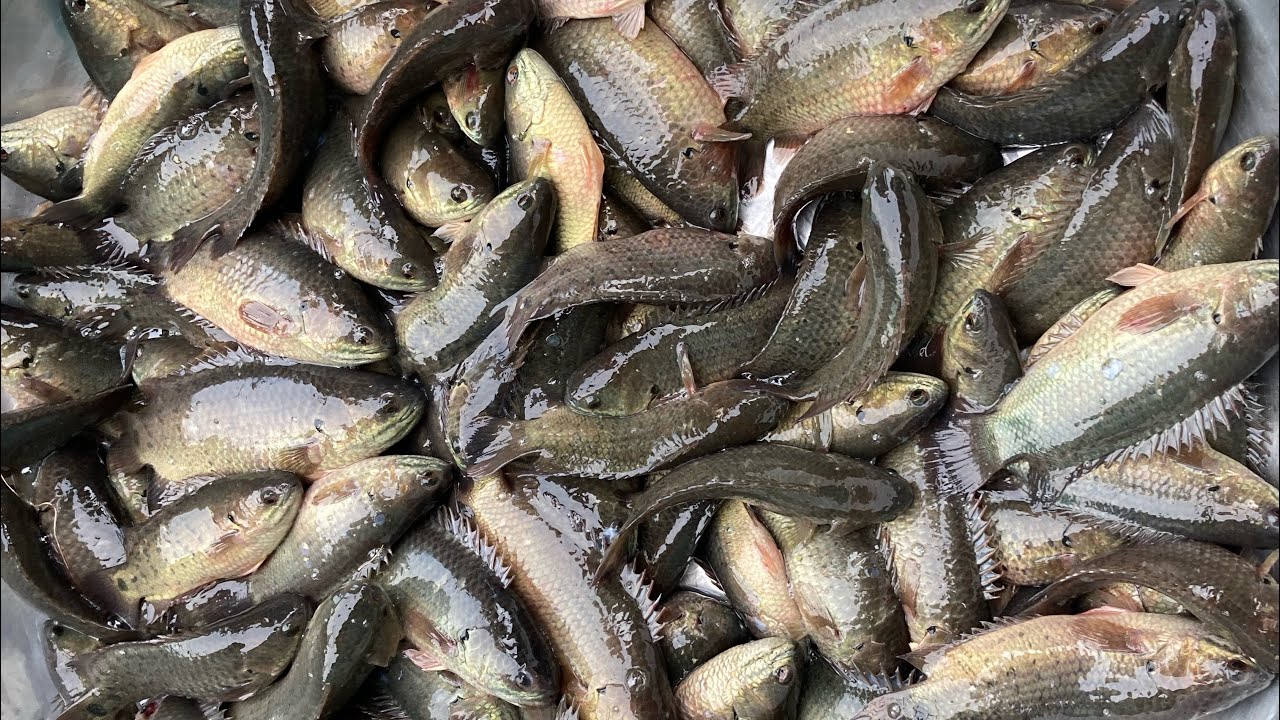||part13|| Manipur biofloc Ukabi for first time harvesting || yas fish ...