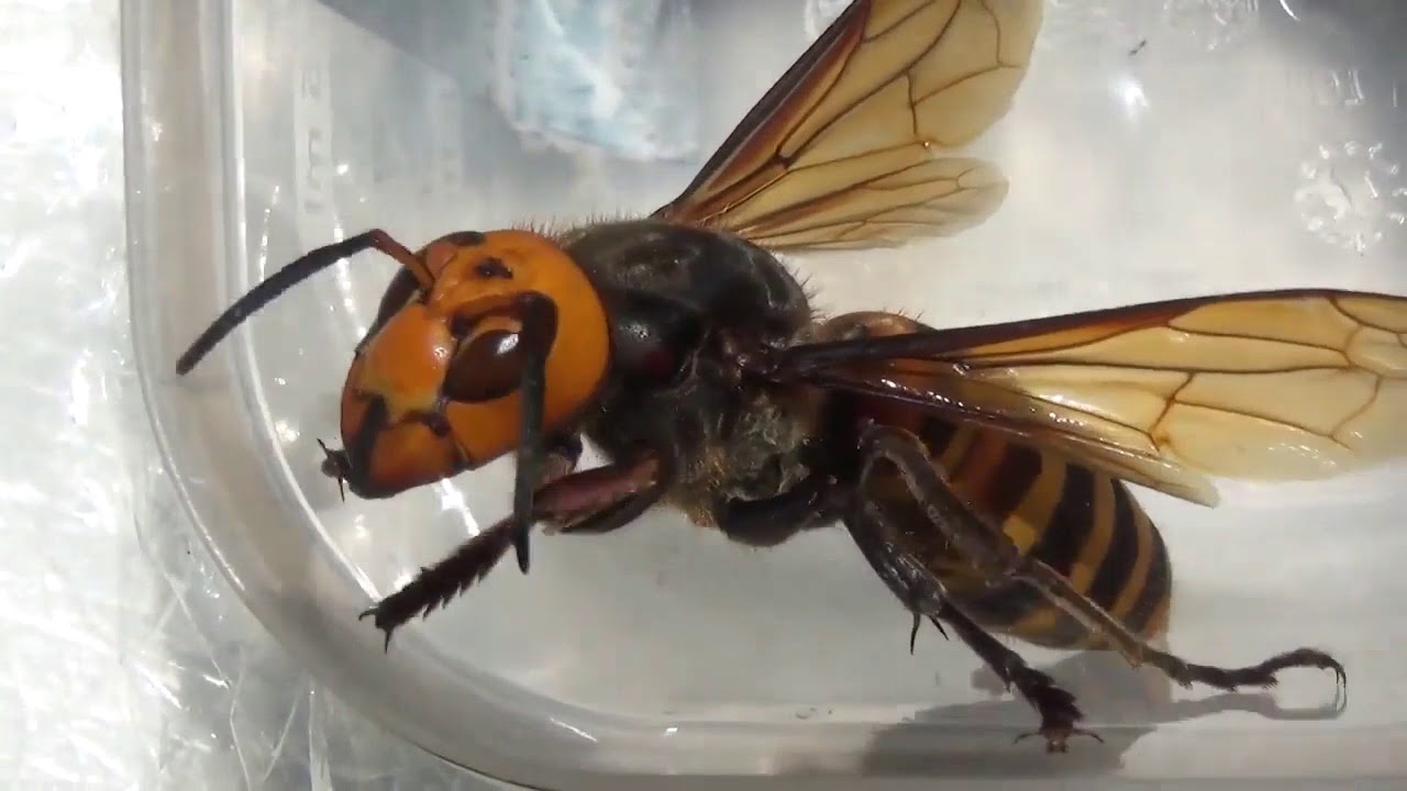Ratu Lebah Terbesar dari Asia - YouTube