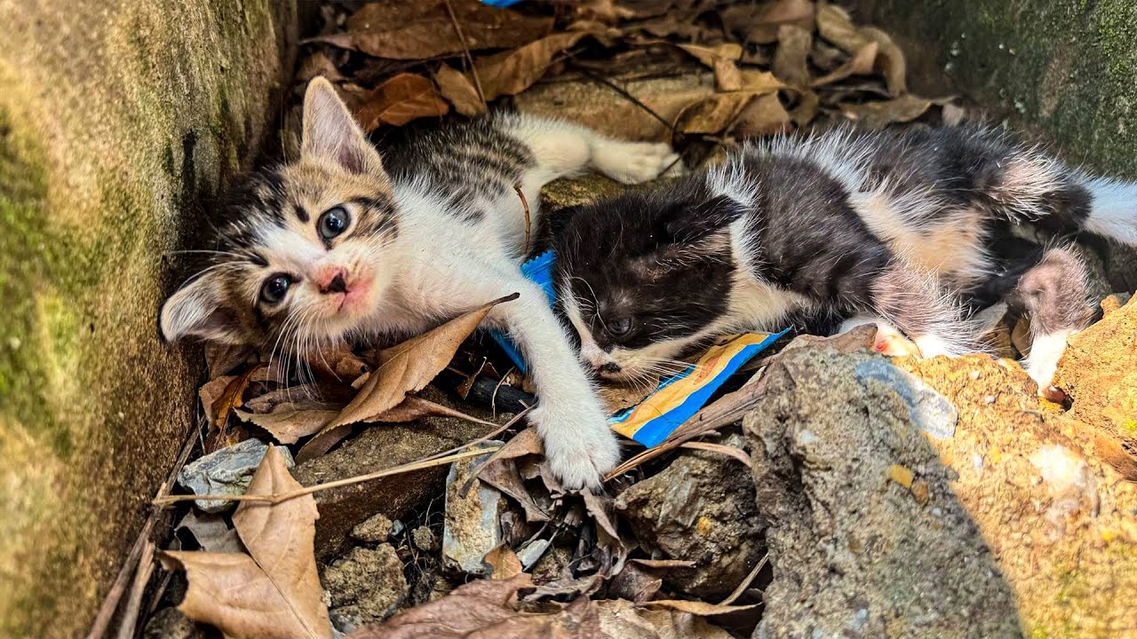 Rescue Mission: From Weak to Thriving, Saving Starving Kittens in Need ...