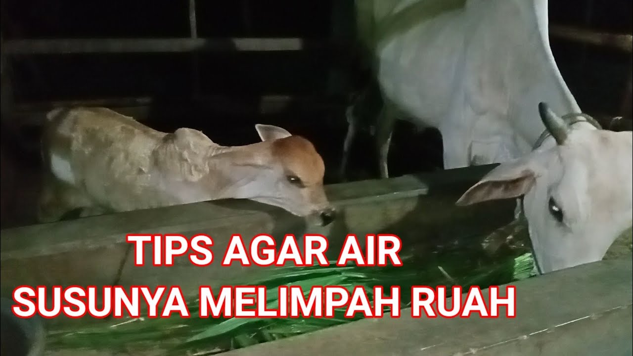 Cara Meningkatkan Air Susu Pada Indukan Sapi Yang Sedang Menyusui - YouTube