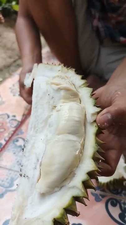 Durian duren belah #shorts #duren #durian - YouTube
