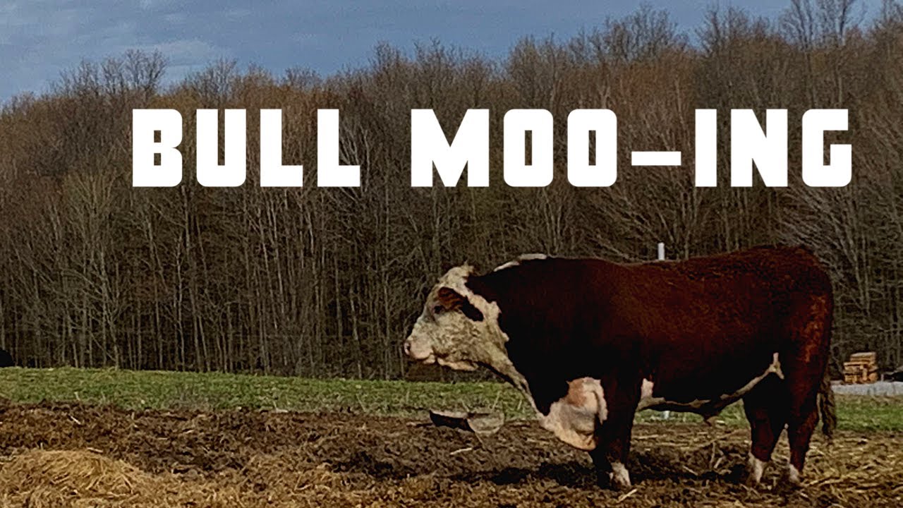 A Bull Moo-ing - YouTube